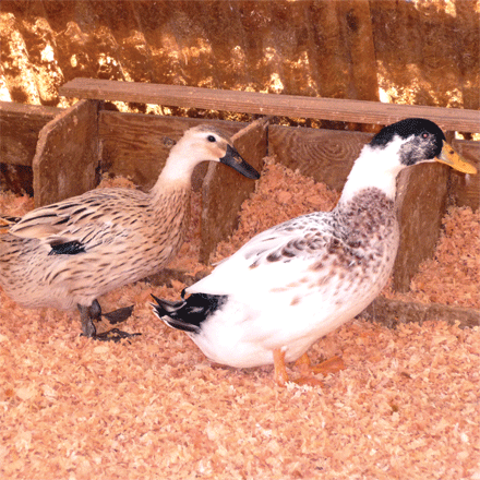 Ducklings | chasehatchery