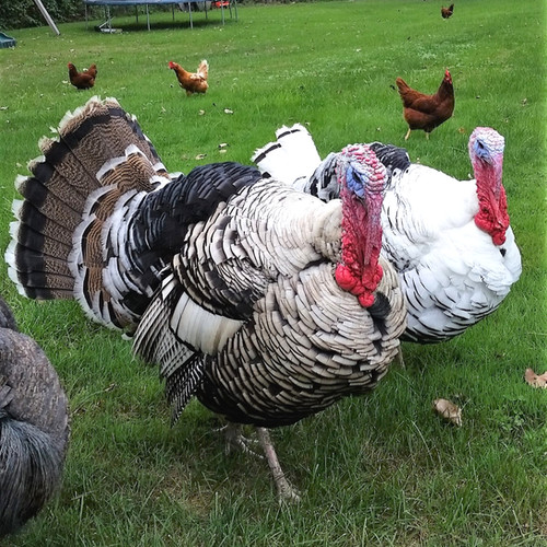 Assorted Heritage Turkeys | Chase Hatchery