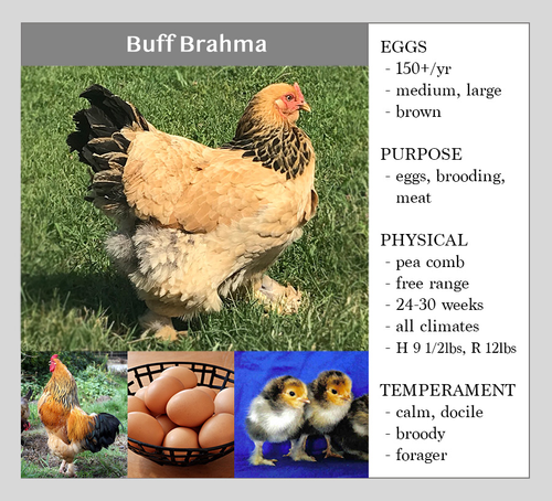 Buff Brahma | Chase Hatchery