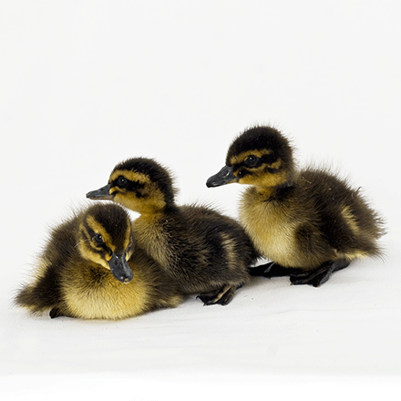 Ducklings | chasehatchery