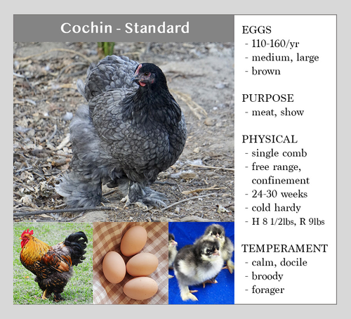 Cochin - Standard Size | Chase Hatchery