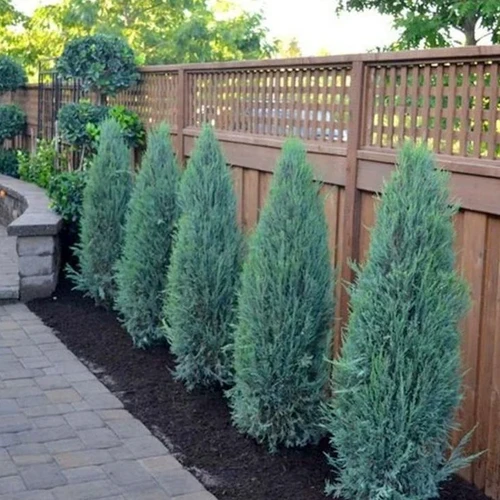 Italian Cypress Tree | Alpha Care Plus