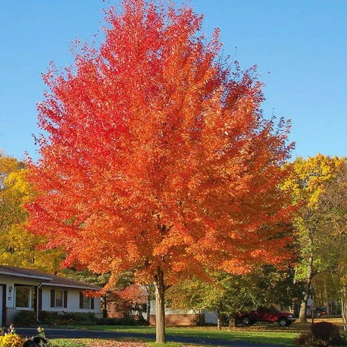 Autumn Blaze Maple | Alpha Care Plus
