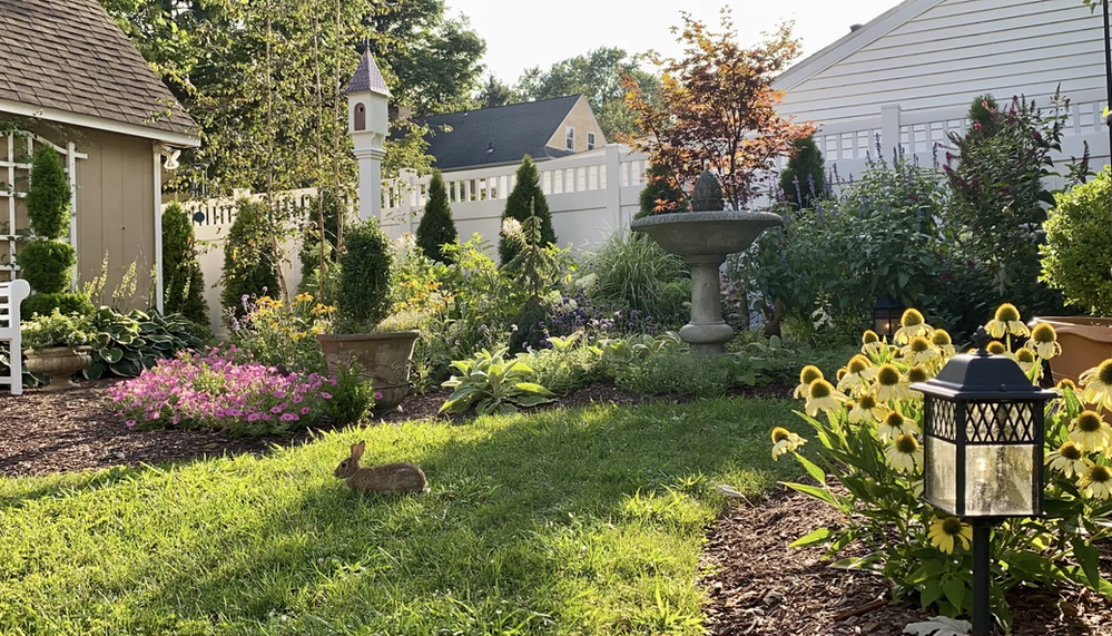 Crimson and Clover, Over and Over... Why a Clover Lawn Could Be Right ...