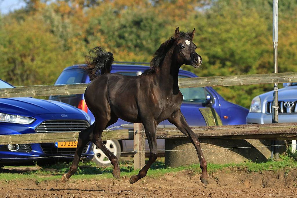 ASE Justice el Jamaal | arabian-stud-europe1