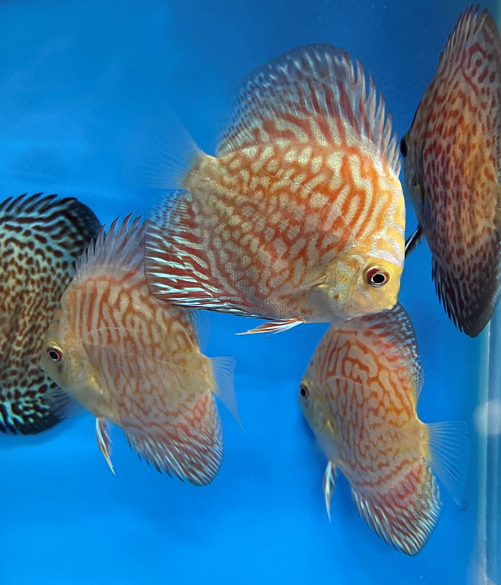 Discus | Jordynspets