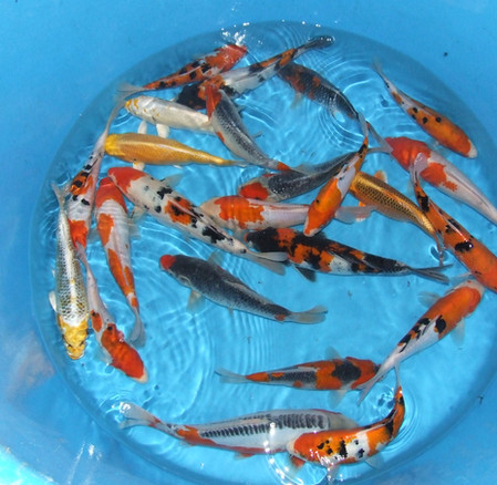 Standard Grade Koi| New Forest Koi