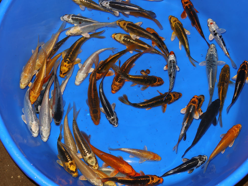 Boxes of Koi | New Forest Koi