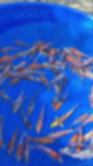 50x 3-4" Mixed Variety Koi. Sanke, Kohaku, Ogon. | New Forest Koi