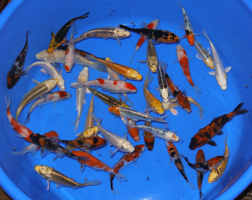 15x 4-5" Standard Grade Koi | New Forest Koi