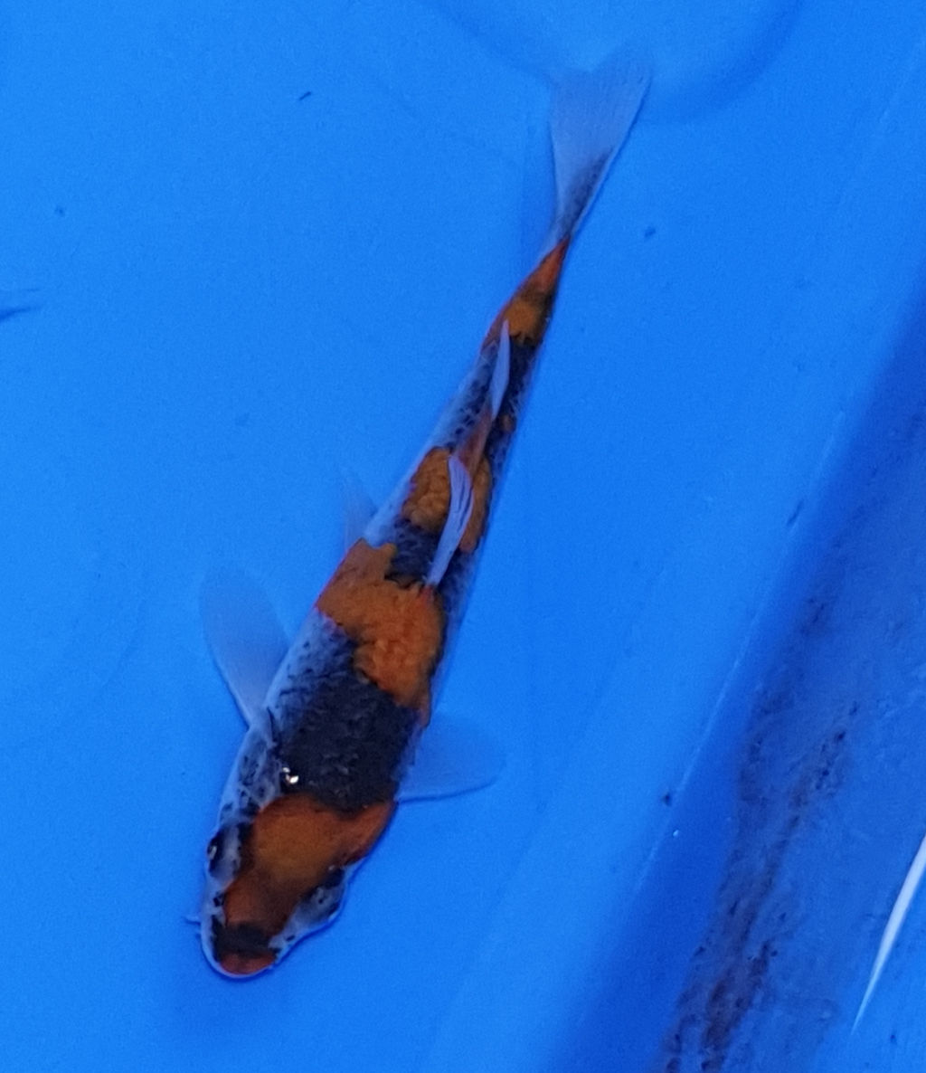 KOI FRY | New Forest Koi