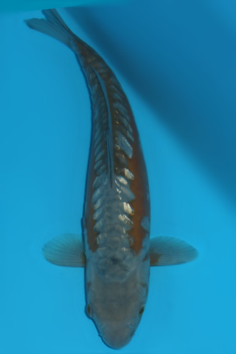 31cm Gin Rin Doitsu Ochiba. Ref: C339 | New Forest Koi