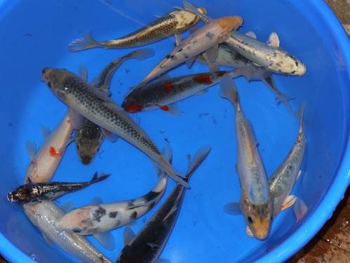 5 x 6-8" C Grade Koi | New Forest Koi