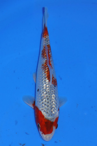 25cm Gin Rin Asagi. Ref: K280 | New Forest Koi