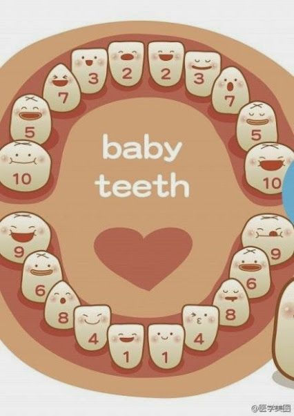 Baby Teeth Growing Sequence
