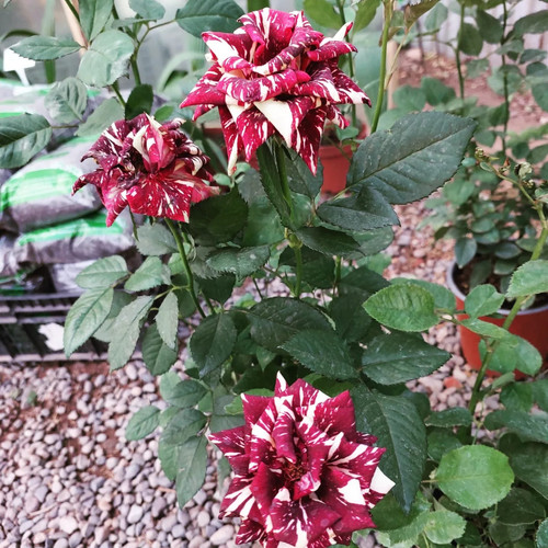 ROSA TIGRE | Vivero Tio Varo