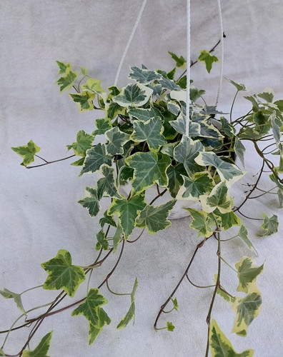 Hedera HELIX | Vivero Tio Varo