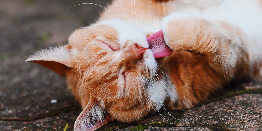 Dodger the Cat: The Feline Adventurer from Charmouth, UK