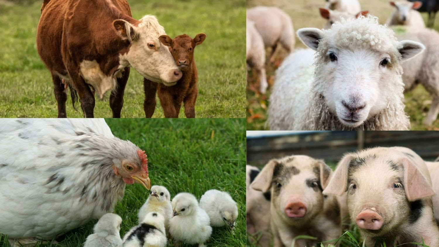 Scientists confirm animals have feelings (duh!)