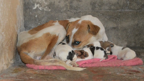 Why is Spay Day Important?