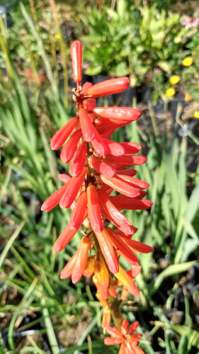 Tritoma o flor antorcha| Plantas ornamentales Vivero Tacamó | Osorno