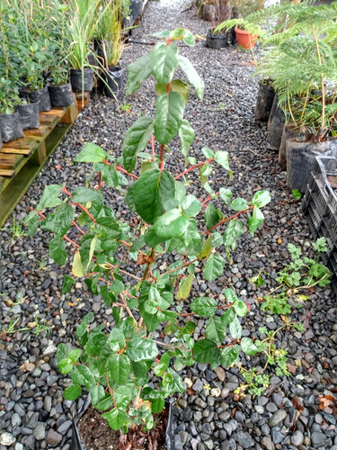 Patagua | Árbol nativo chileno | Vivero Tacamó | Osorno