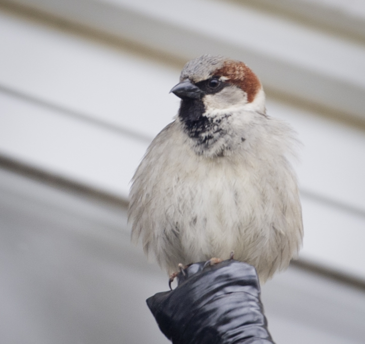 Strange Invaders! 9 Invasive Animals in Your Yard