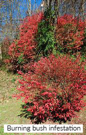 Strange Invaders- 12 Invasive plants in your yard!