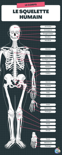 Le squelette humain | LMPDM