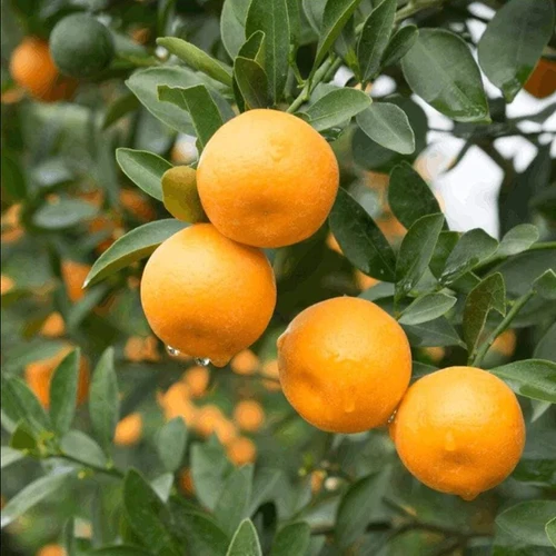 ORANGE SANTRA ORGANIC 6 PICE | sandeepmed.com