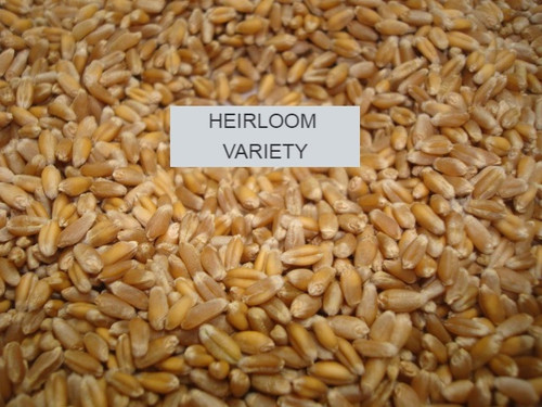 USDA-Certified Organic Heirloom Turkey Red ~~Hard Red Winter Wheat ...