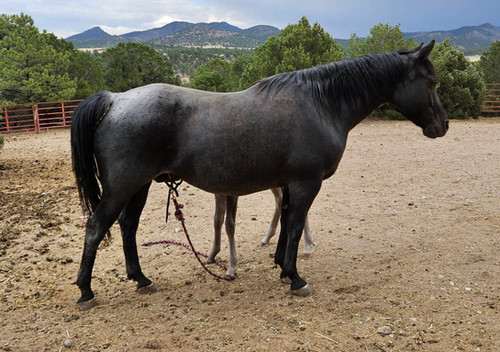 Poco Shady Blue | CRR Arabians