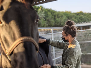 HOME | Comptonjrequestrians