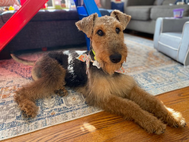 About Airedales | AiredaleRescueGroup