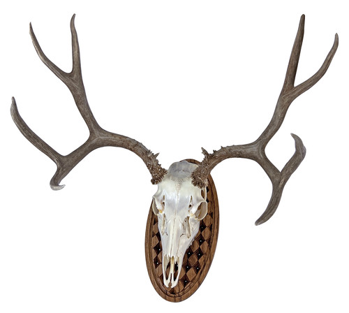 Unique, Carved Diamonds European Skull Mount Table or Wall Display - No ...