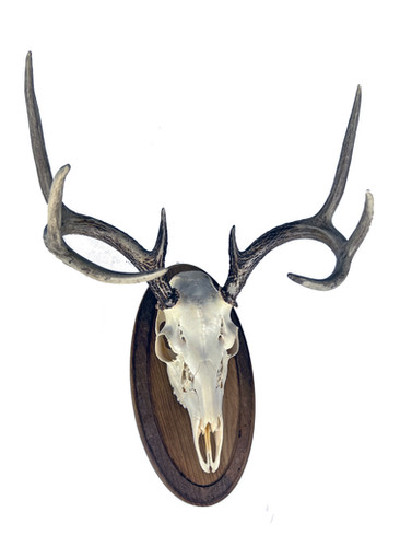Barnwood Classy Oval European Mount Deer Skull Display | BnM Design