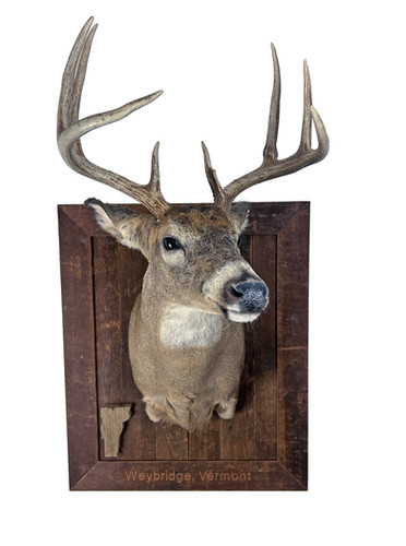 Deer Shoulder Mount Display Panel Plaque Barnwood or Walnut Shield ...