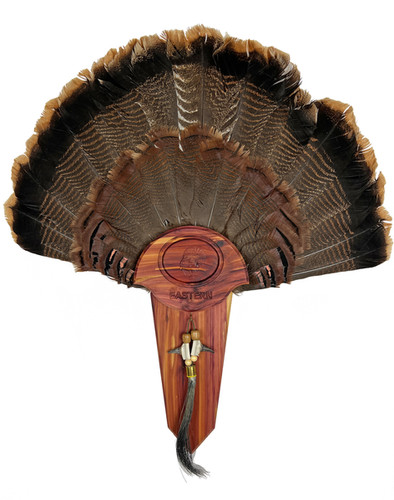 Aromatic Cedar Turkey Tail Mounting Kit w/ Beard and Spur Display ...