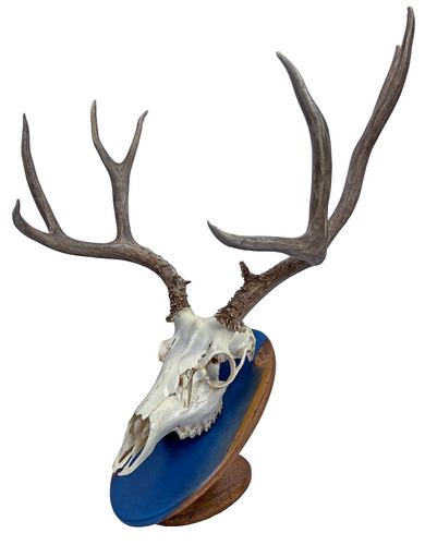 Unique Epoxy River European Deer Skull Mount Display Wall or Table ...