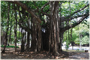 "Jagüey", ¿eso qué es?