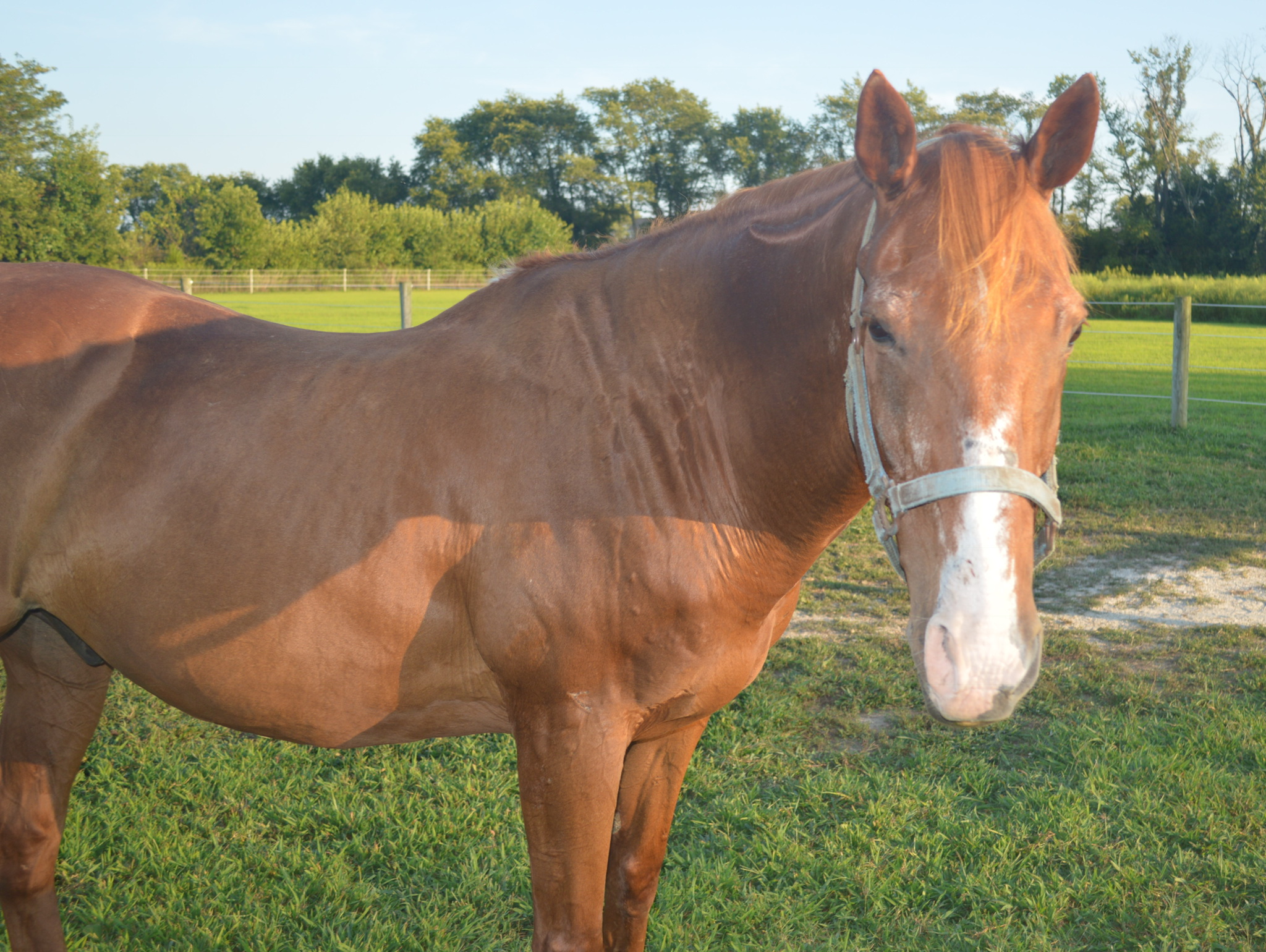 The Oasis Animal Sanctuary | Belvedere