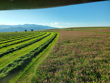 Alaska Ranch | Sainfoin | Twin Bridges, MT, USA