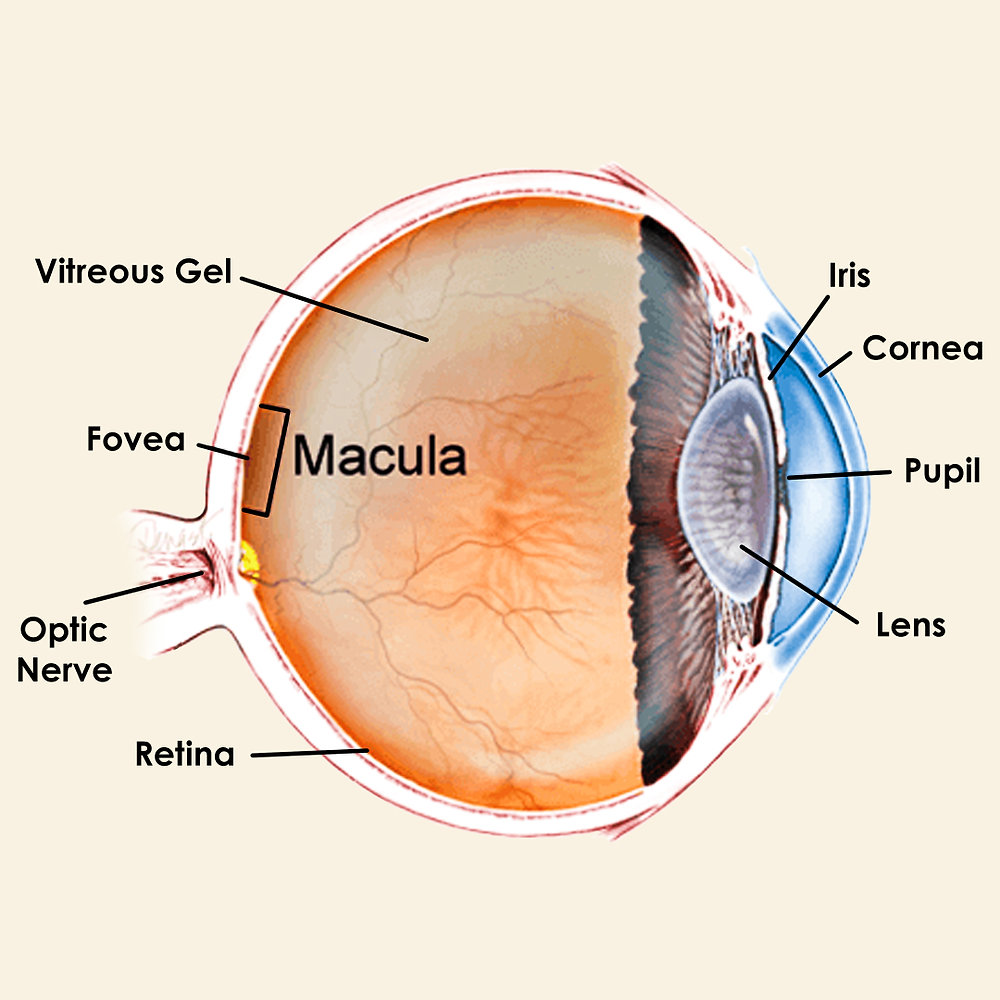 Central Serous Chorioretinopathy (CSCR) causes & Treatment