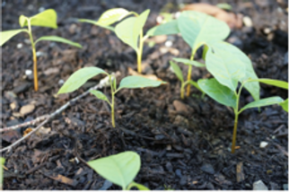 Native Perennial Seed Stratification