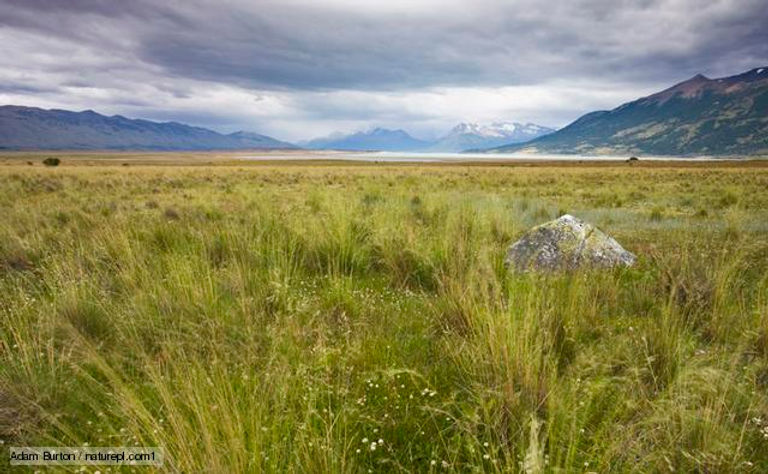 Flora and Fauna in the Velds | south-africa-veld