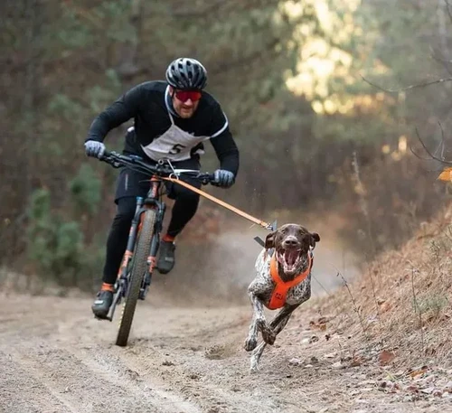 Klickfix Bike Antenna from Non-Stop | PUP SEES WORLD