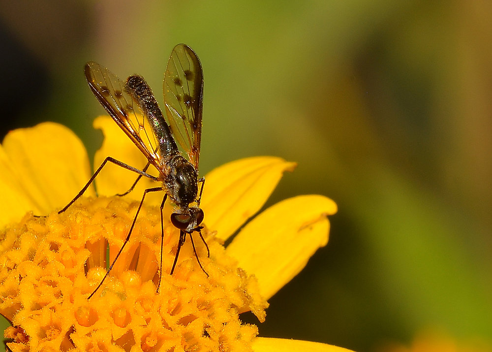 A boon for bee flies at Borderlands Nursery & Seed