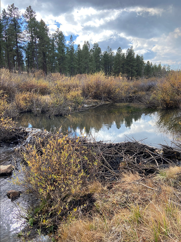 Beavers on the Border