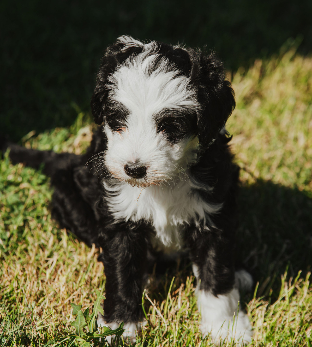 About Us | Sheepadoodle Puppies