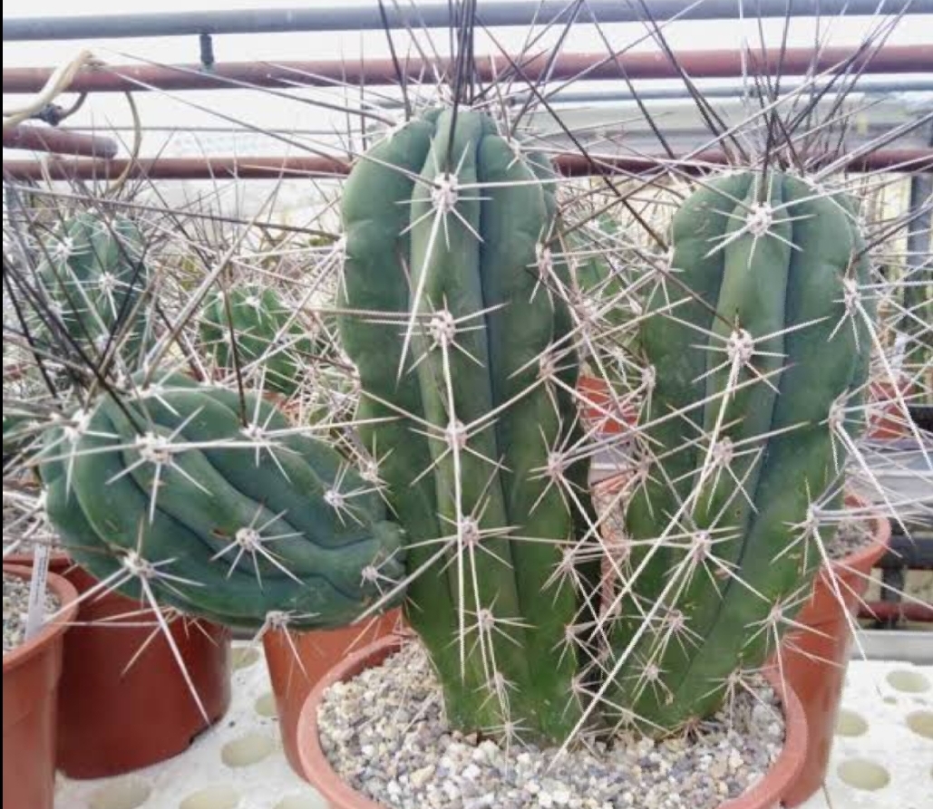 Stetsonia Coryne Cactus Seeds\u00a0 Craft Supplies & Tools Floral ...